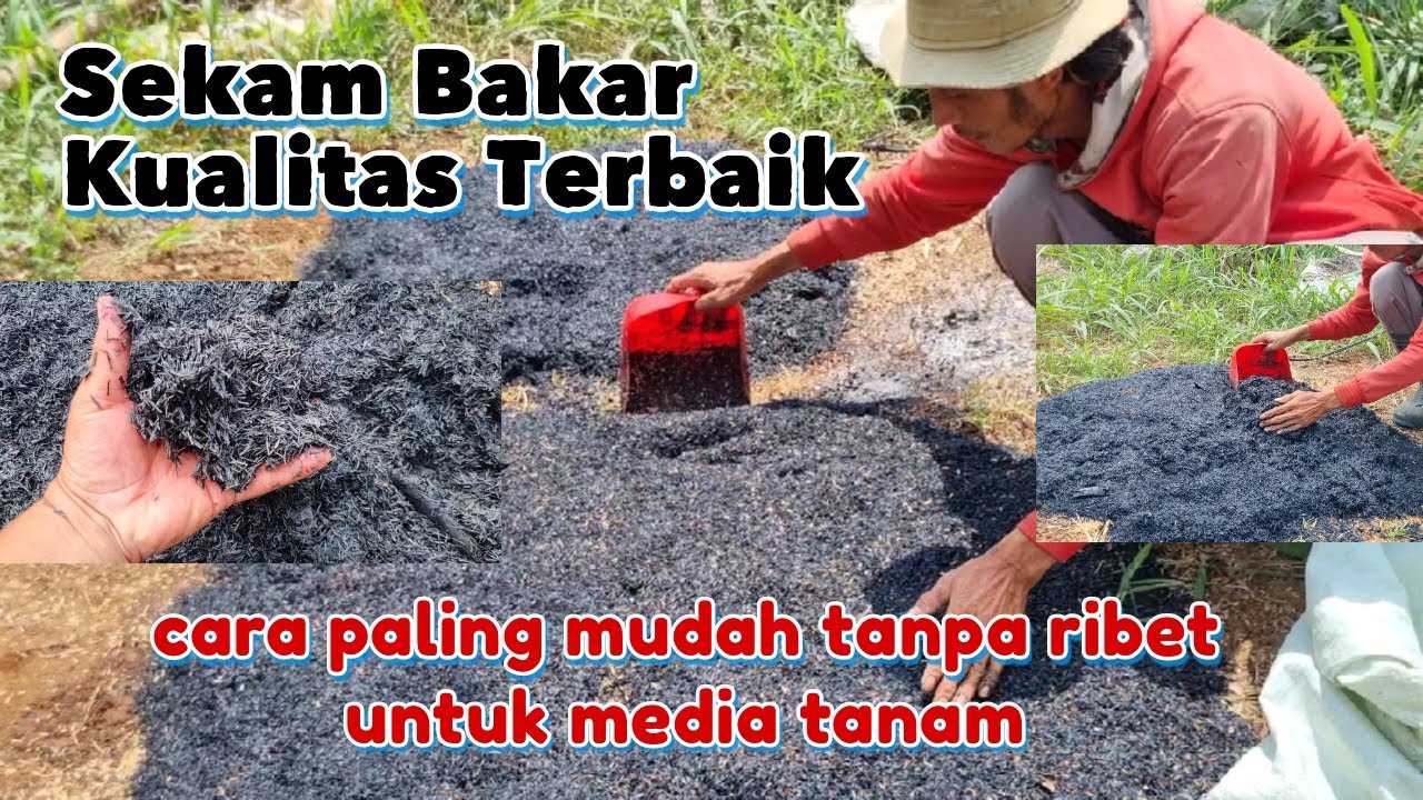 CARA MEMBUAT SEKAM BAKAR BERKUALITAS TINGGI CARA MEMBUAT ARANG SEKAM ...