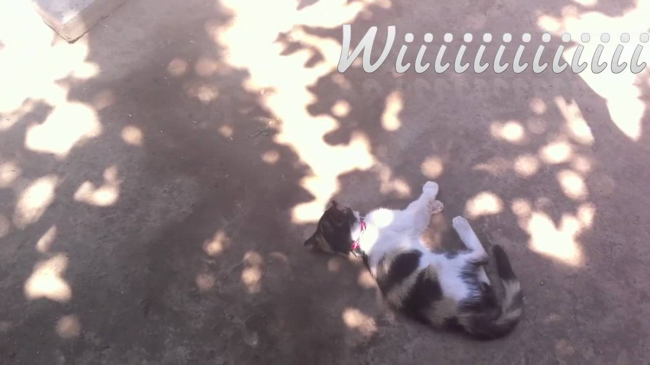 Gato revolcandose, gato chistoso - YouTube