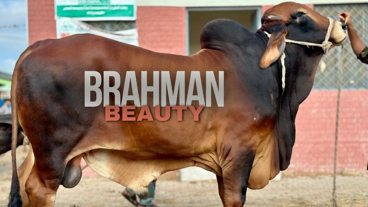Fresh 2 Dant Heavy Brahman Beauty Lekin Multan Mandi Main Mall Hi Nai ...