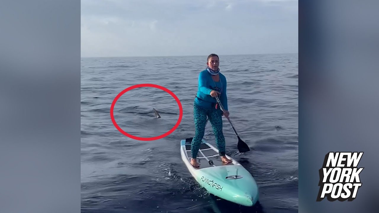 Hammerhead shark stalks paddleboarder during 83-mile trek across open ...
