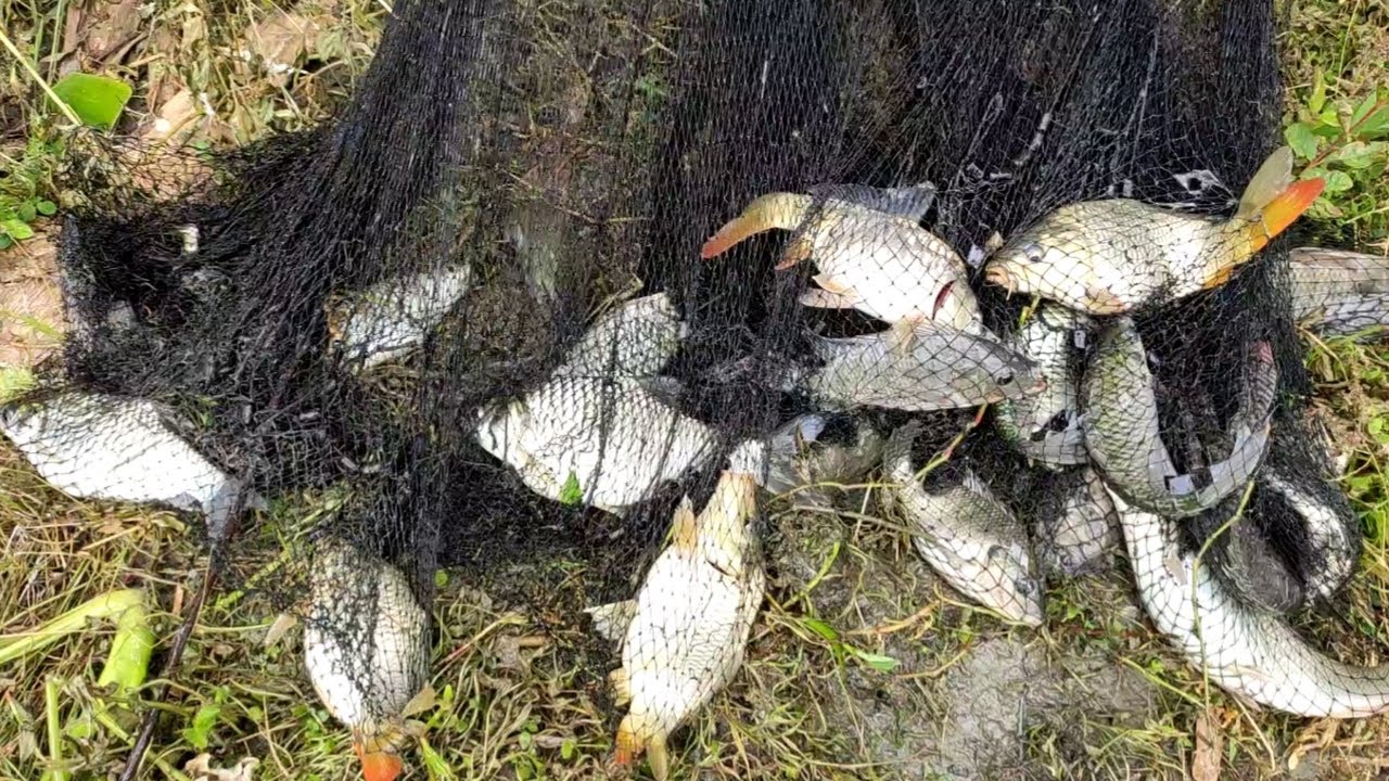 Best Cast Net Fishing | Most Unbelievable Cast Net Fishing | Catching ...