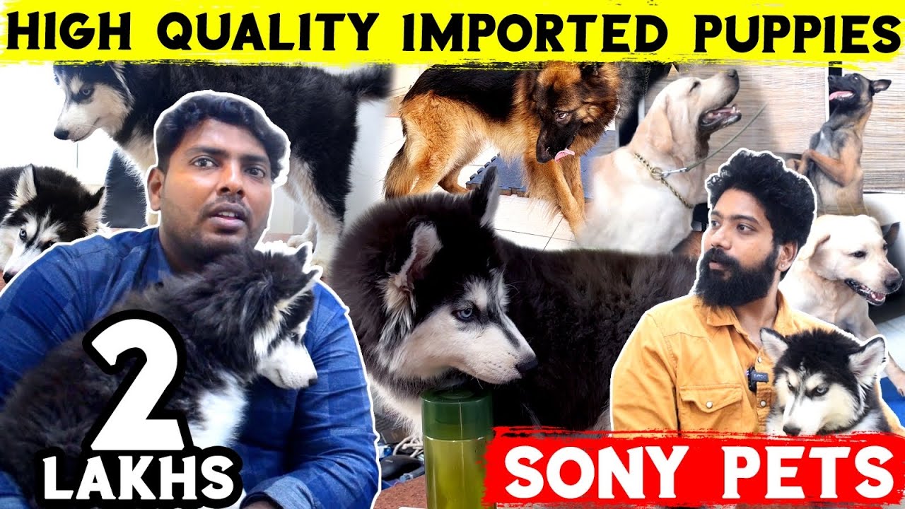 Best Imported Dog puppies are available for Sale in Chennai | Sony Pets ...