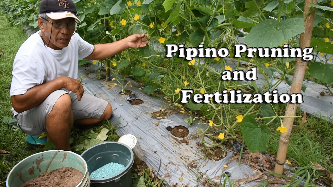 Pipino Pruning and Fertilization || By: Tata Johnny's TV || Vlog #16 ...