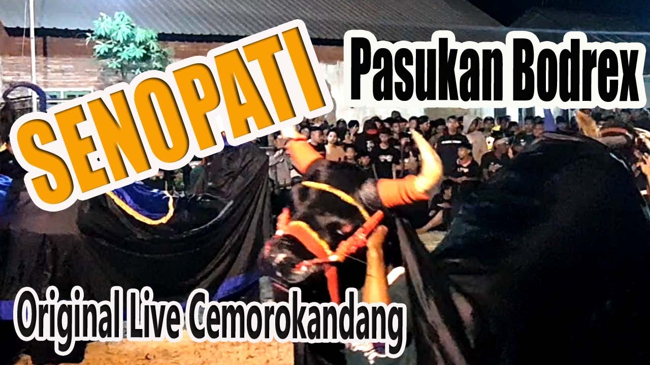 BANTENG SENOPATI PASUKAN BODREX FEAT BANTENG OLENG PUTRA MAYANGKORO ...