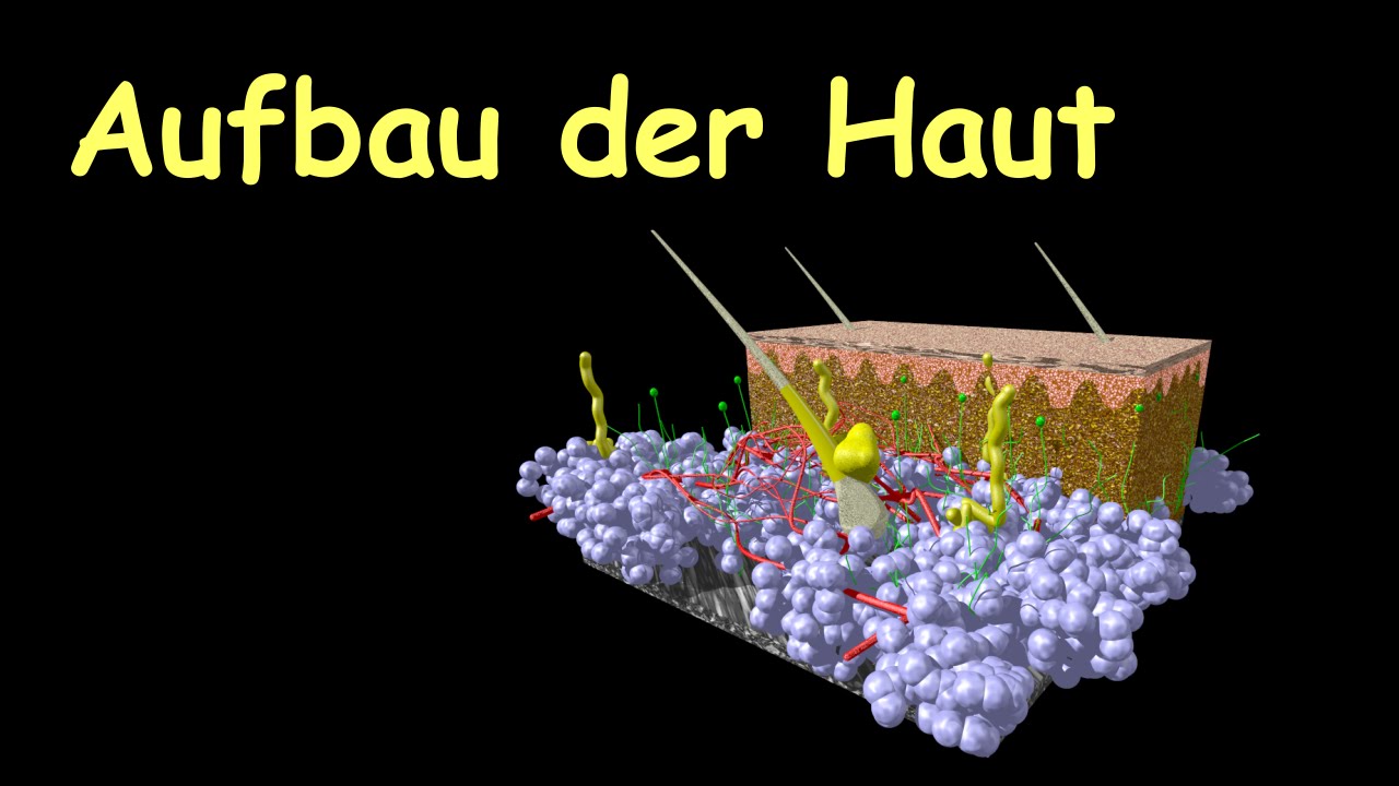 Der Aufbau unserer Haut - YouTube
