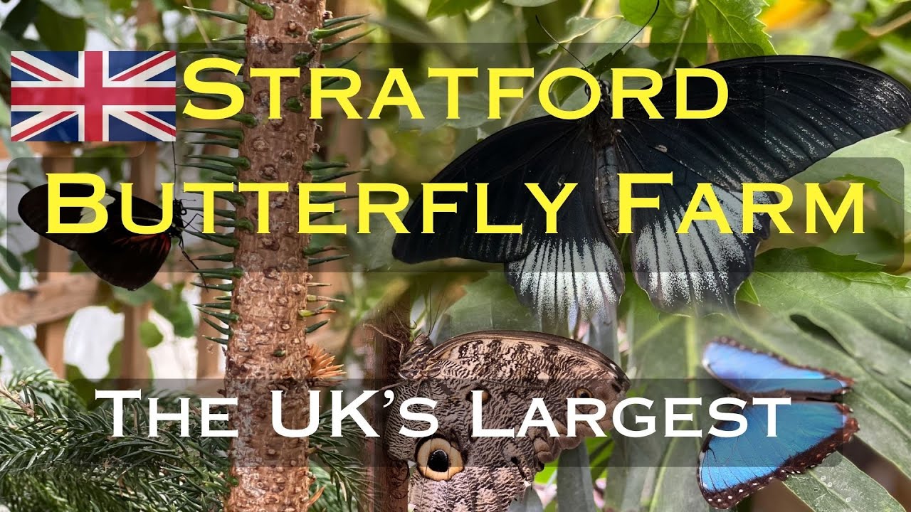 Butterfly Farm - Stratford-upon-Avon | The UK's Largest Tropical ...