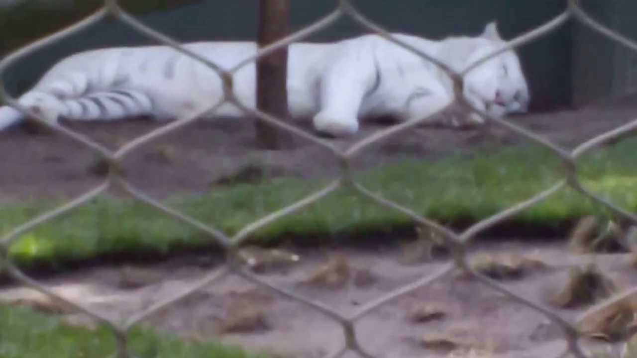 WHITE TIGER EAT,S BAg OF WEED! - YouTube