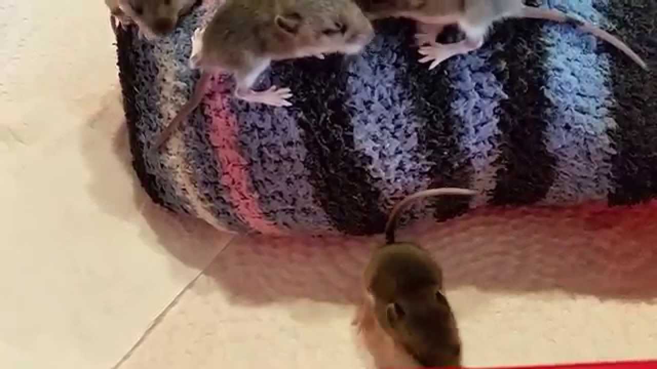 Mouse pups after morning feeding Oct 16 - YouTube