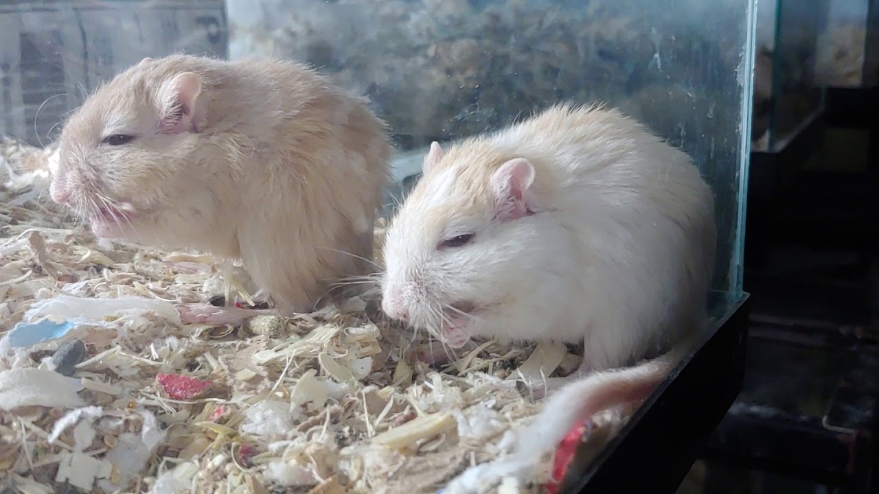 Rare Rex Gerbils - YouTube