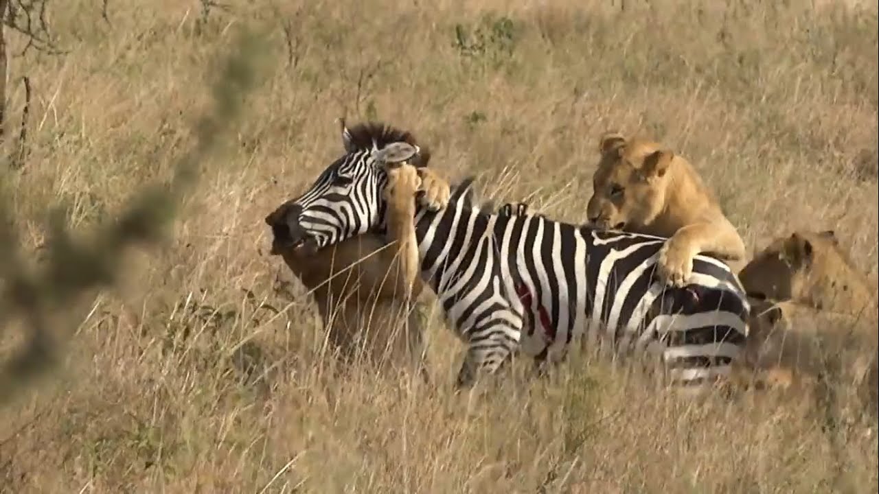 Young lions catch and kill an unfortunate zebra in Serengeti - YouTube