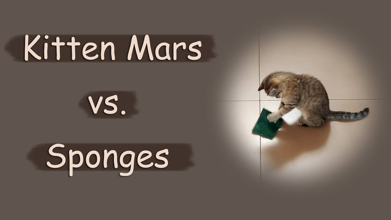 Cute Kitten Mars: The Conqueror of Sponges! - YouTube