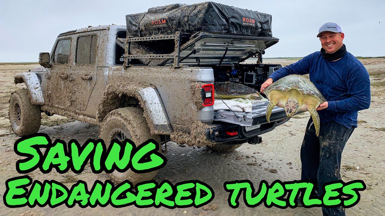 Saving Sea Turtles With My Jeep Gladiator! - YouTube