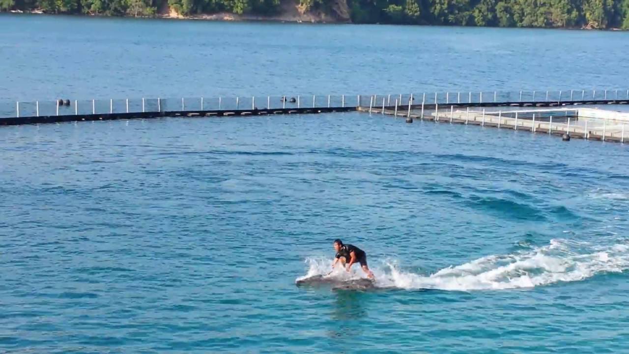 Ocean Adventure subic bay Dolphin show - YouTube