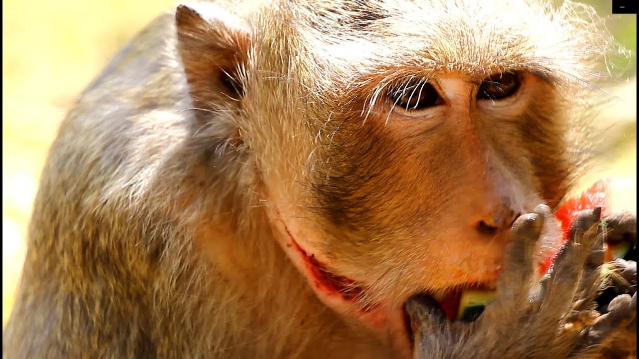 Really Hungry So Much After Got Injury Another Monkey Bite Make Him Sad ...