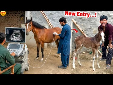 Pet House Mein New Entry😍 Hamari Female Horse🐎Maa Ban Gayi…?😱 Ultrasound On