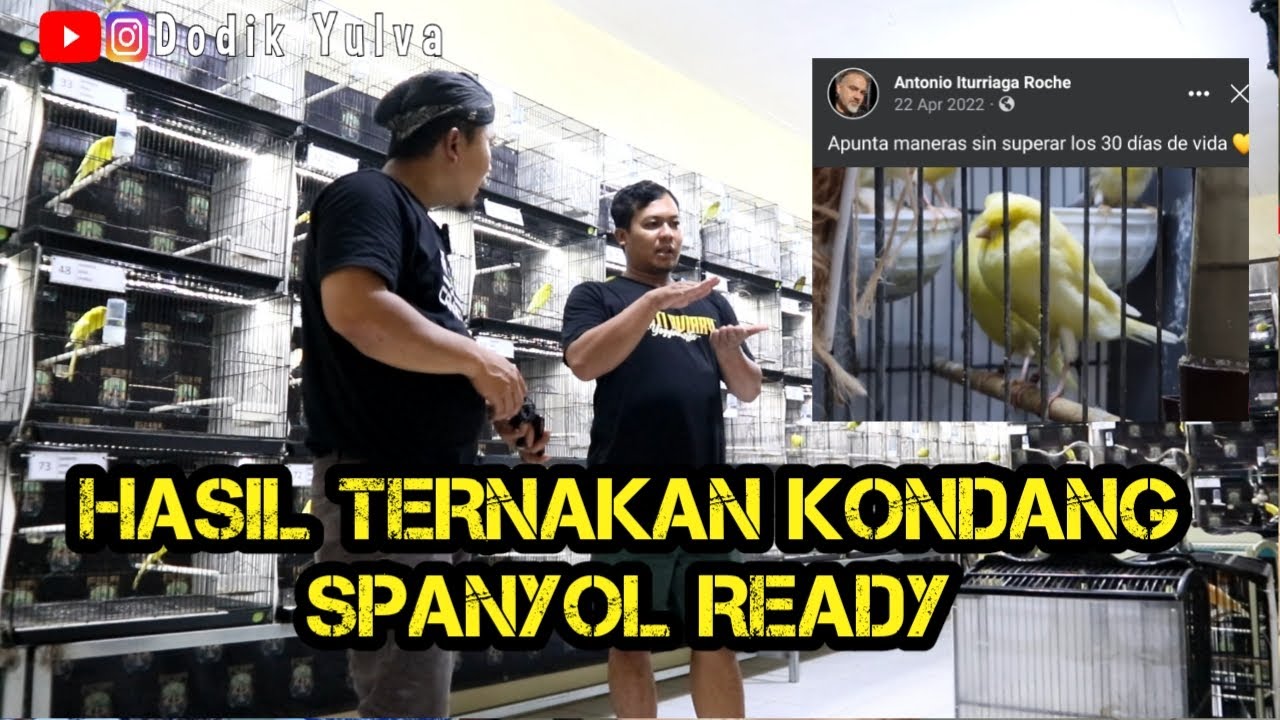 Menemukan Materi Kenari Bagus Ternakan Antonio Itturiaga Roche Spanyol ...