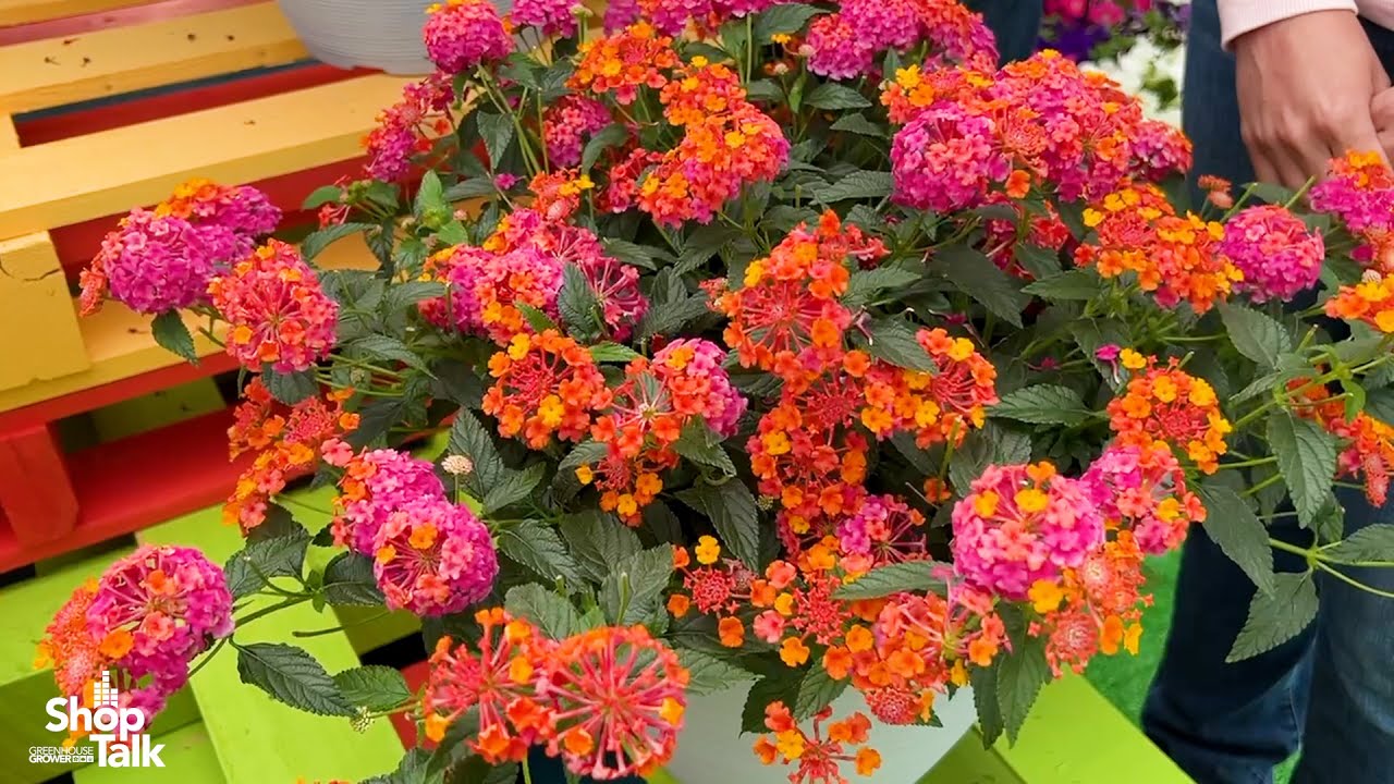 California Spring Trials 2023: New Lantana Offerings at Ball FloraPlant - YouTube
