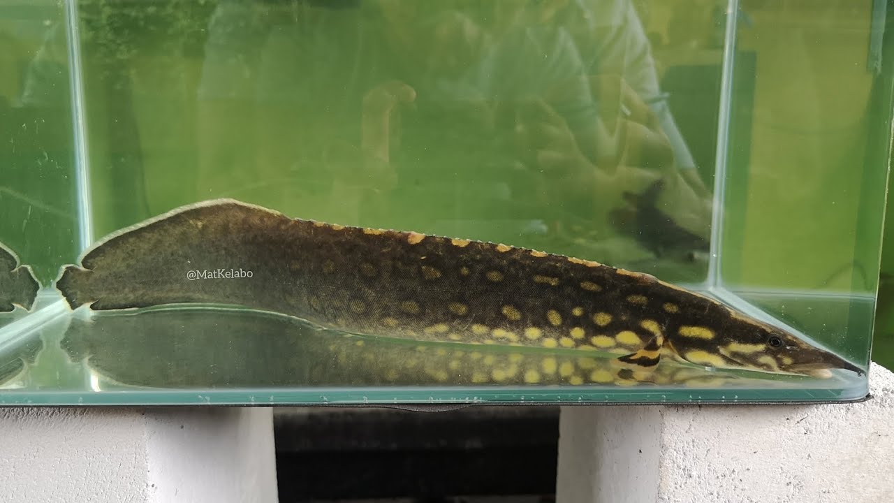 Mastacembelus unicolor @ Yellow-Spotted Spiny Eel/Tilan Dayung ...