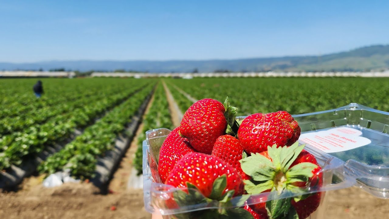 STRAWBERRY FARM - YouTube