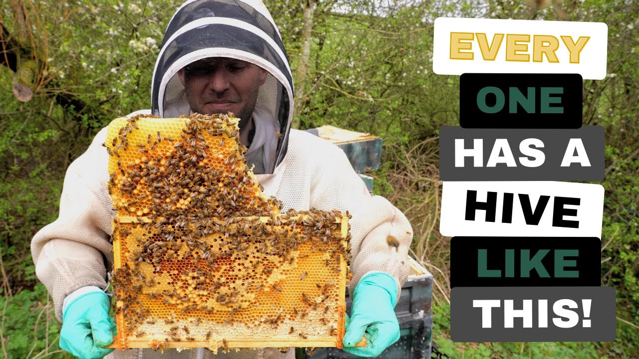 Everyone Has A Hive Like This Is - Time To Fix It - YouTube