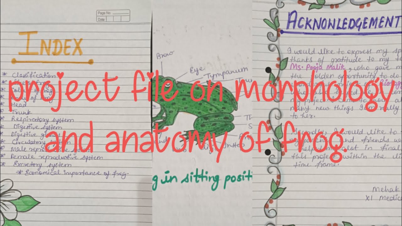 Project file On morphology and anatomy of frog. - YouTube