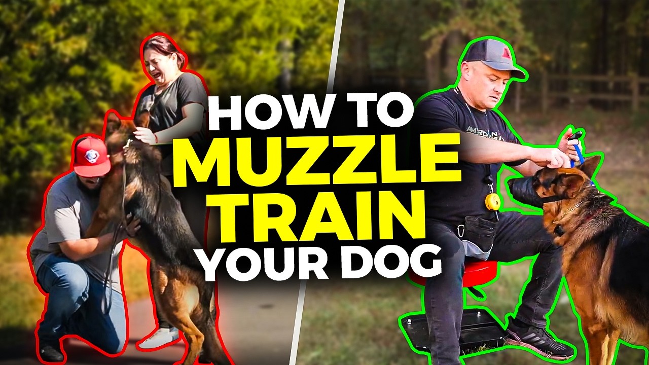 Muzzle Training Made EASY for ANY Dog - Don't Make this Mistake! - YouTube