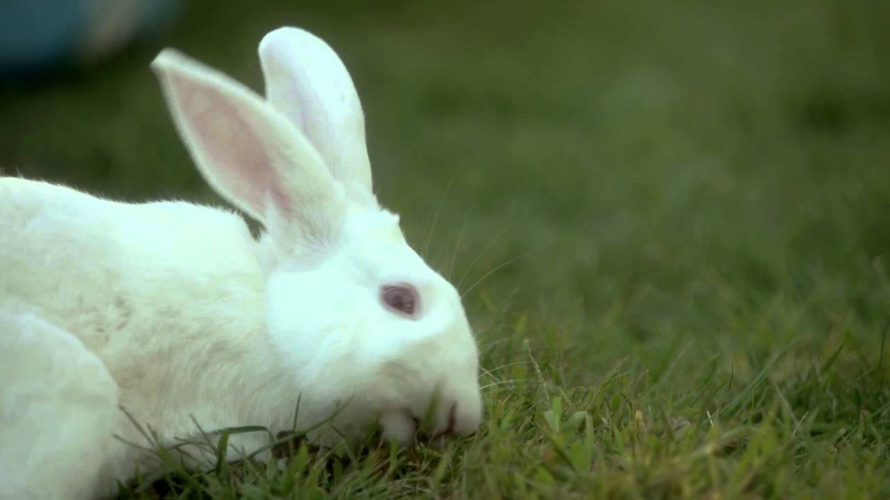 Mike Healey as Peter the rabbit in "The Dog Who Saved Easter" - YouTube