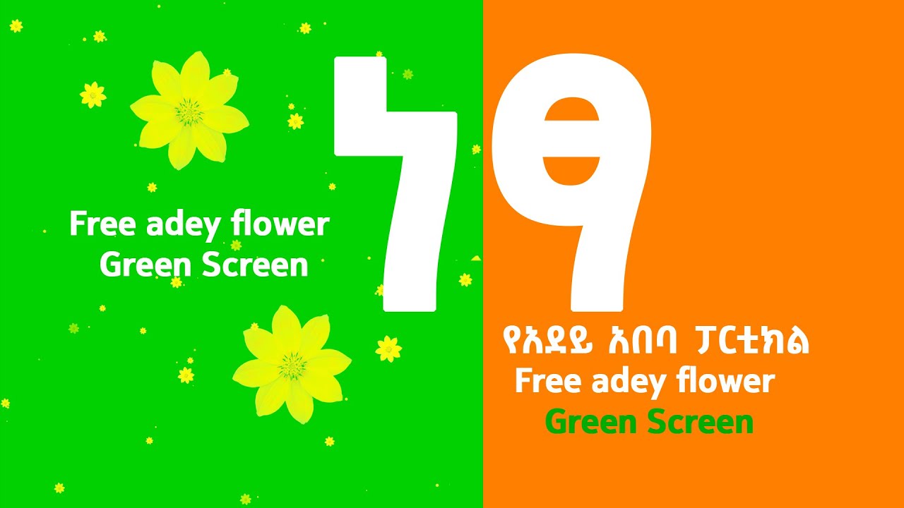 Free Ethiopian Adey Flower Green Screen for non-graphics designers ...