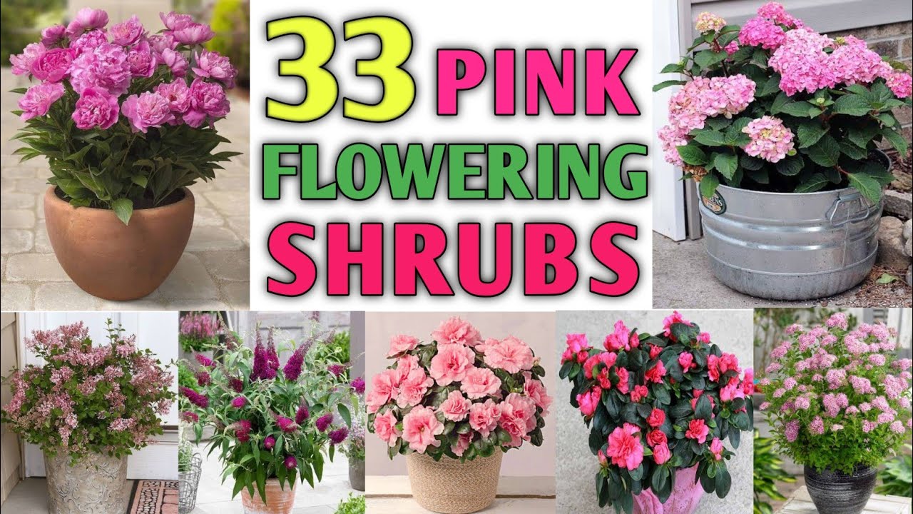 33 Pink Flowering Shrubs | Pink Flowering Bushes | Pink Shrubs for ...