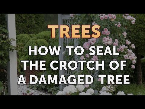 How to Seal the Crotch of a Damaged Tree - YouTube