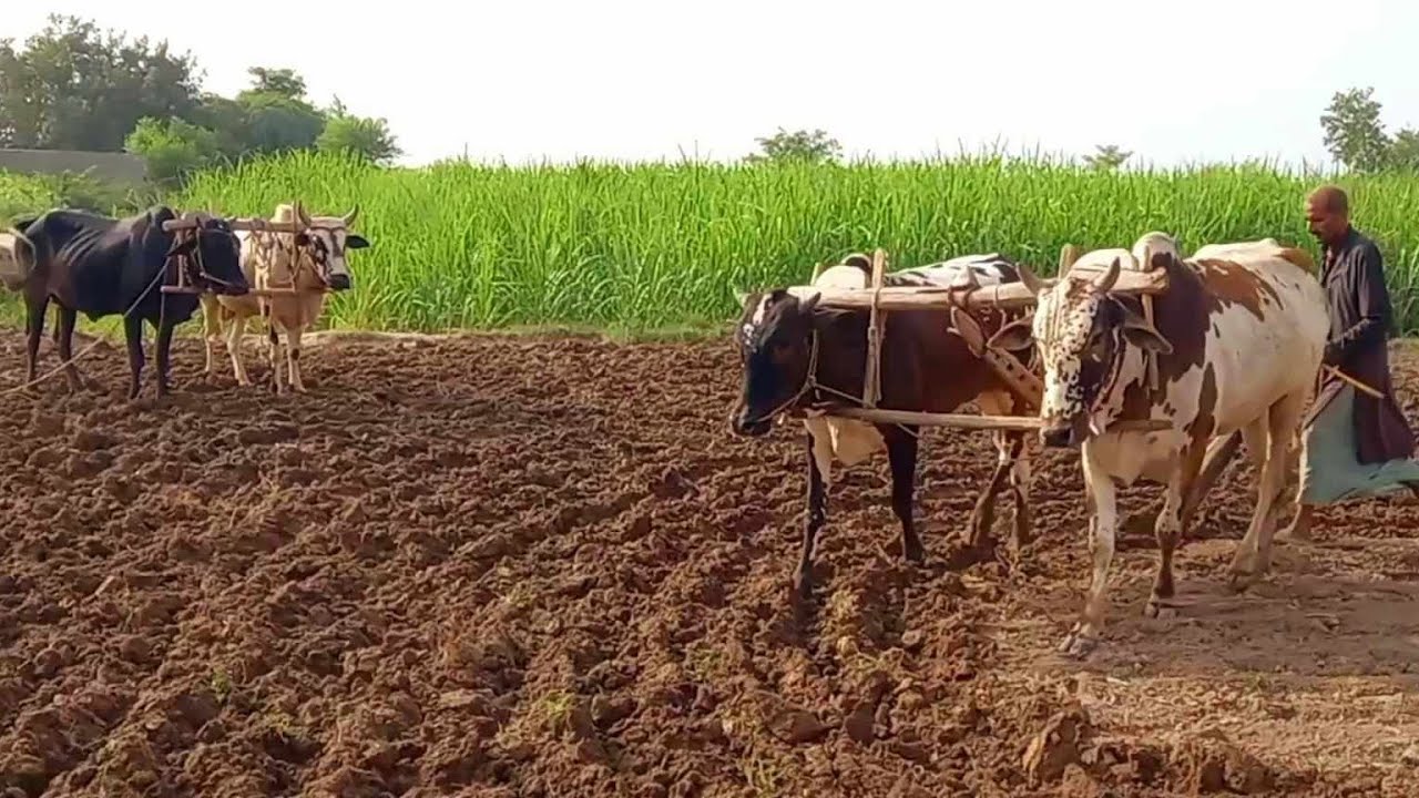 A young and brave man is ploughing the field | Traditional method of ...