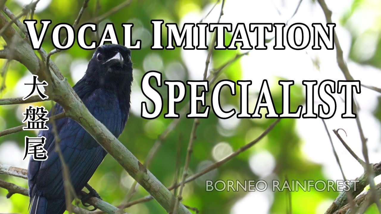 Greater Racket tailed Drongo 大盤尾 in Borneo Rainforest |【31】小小時光 Short ...