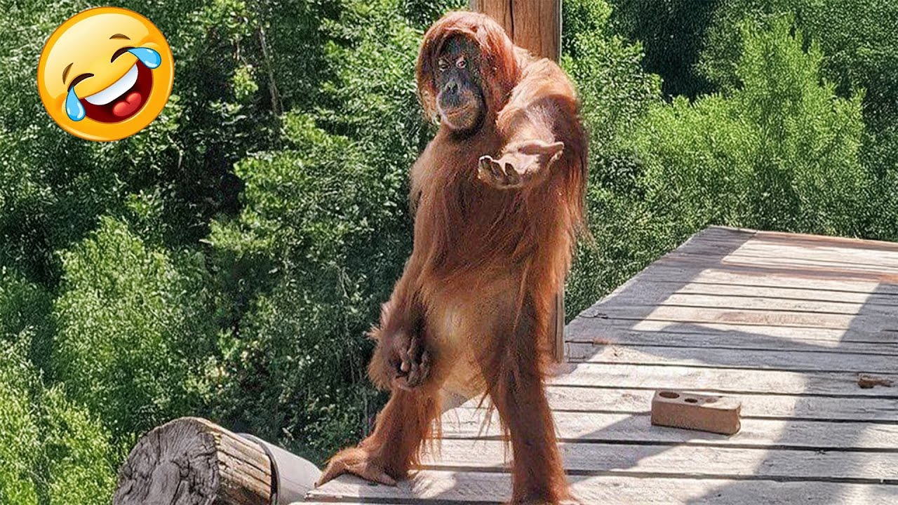 Funny Monkey Encounters You Must See 🦍 Funniest Animal Videos 2025 ...