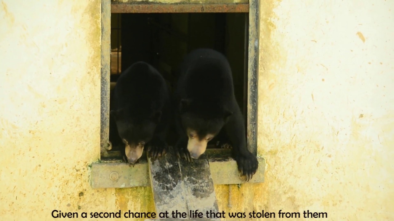 Sun Bear Rescue | The Mission Of The Bornean Sun Bear Conservation ...