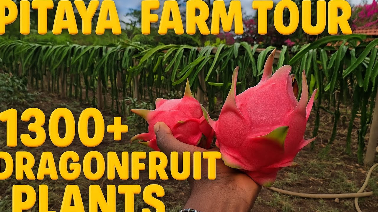Pitaya Farm Tour 1300+ Dragonfruit Plants. - YouTube