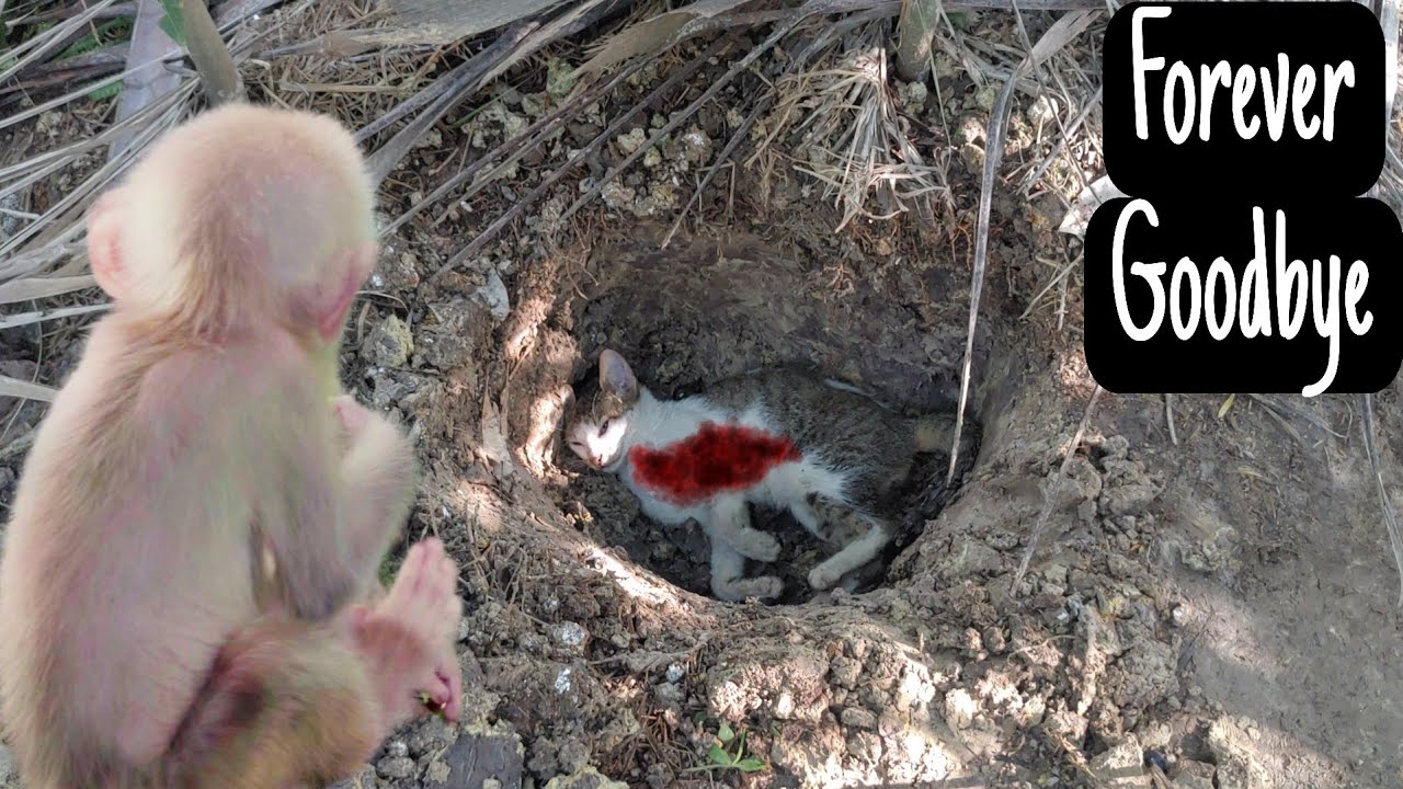 Goodbye Forever, The horrible things came to Wawa Farm ... - YouTube