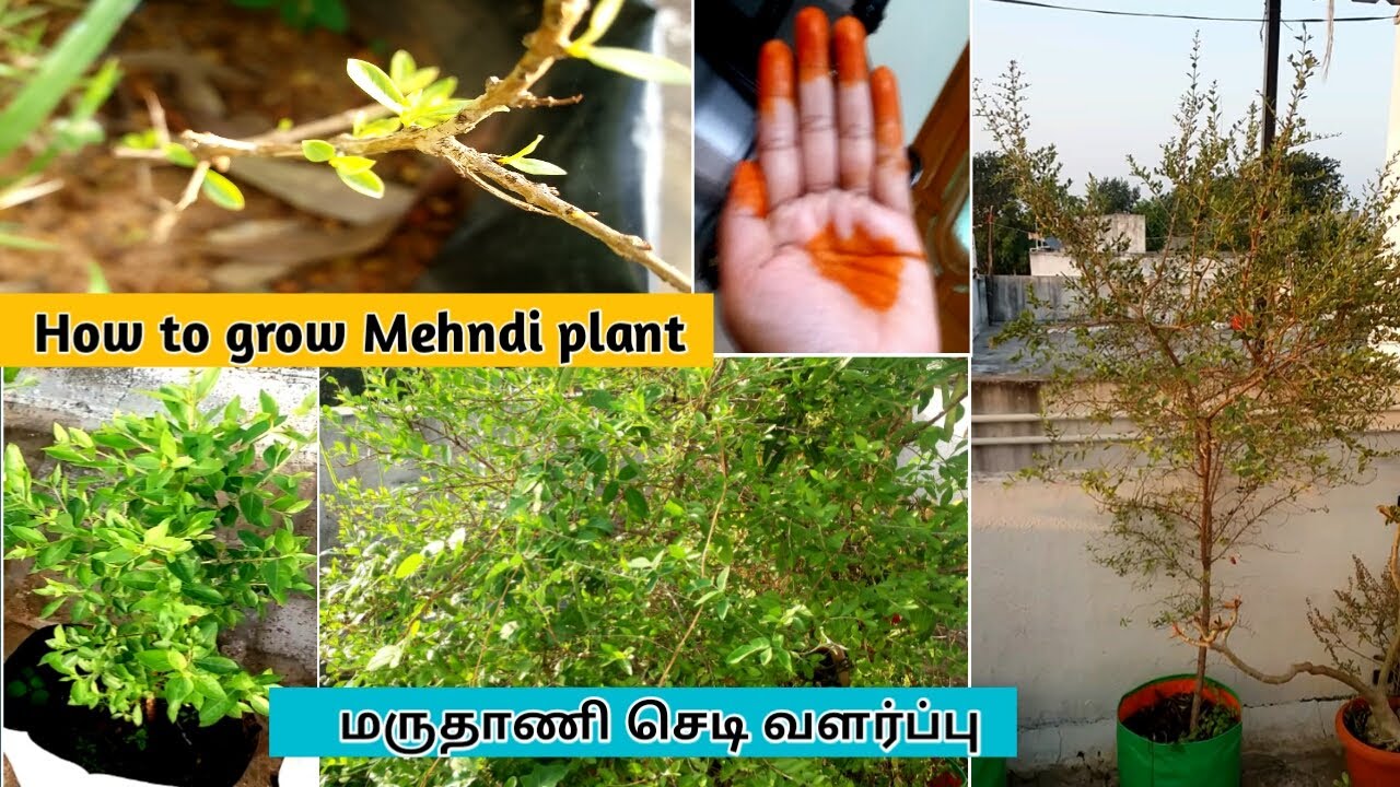How to grow mehndi plant|மருதாணி செடி வளர்ப்பு|How to grow Henna Plant ...