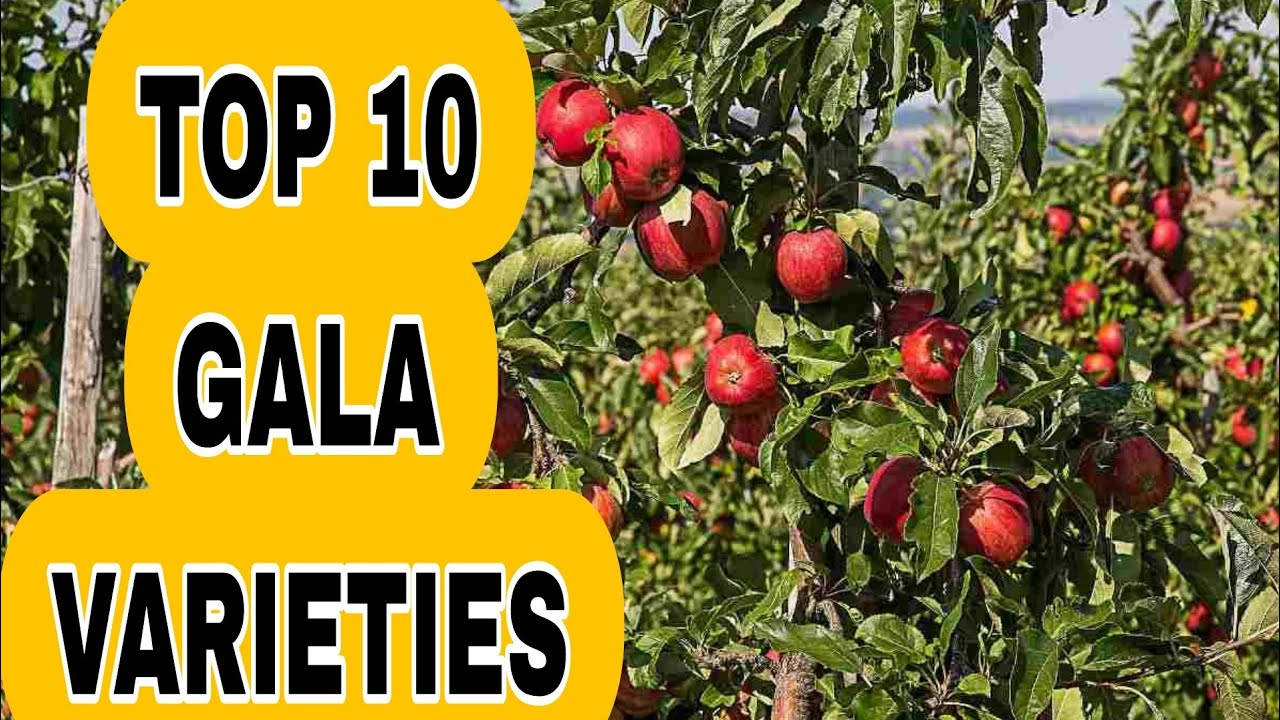Top 10 Gala varieties full information including elevtion - YouTube