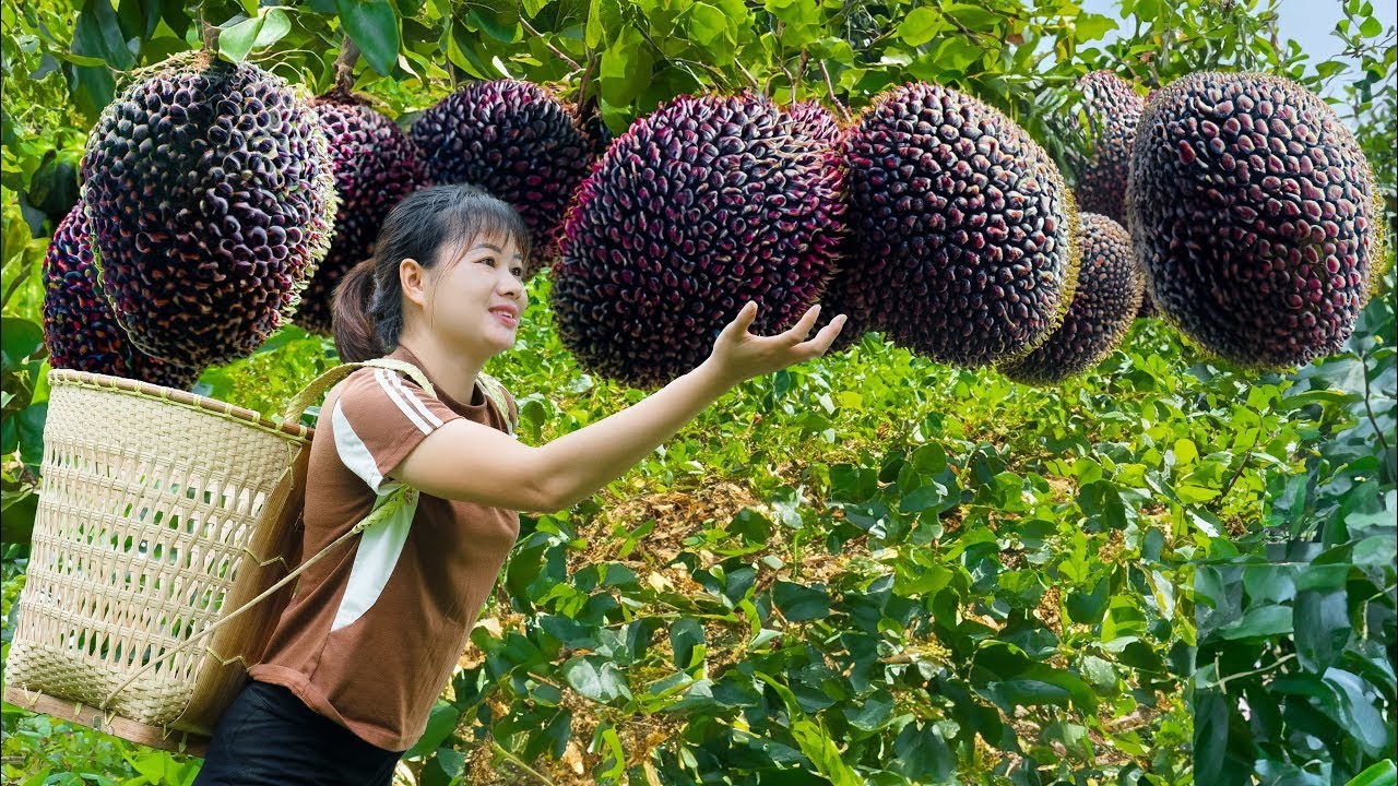 Harvesting & Processing Millions of Tons of Rambutan | Modern Farming ...