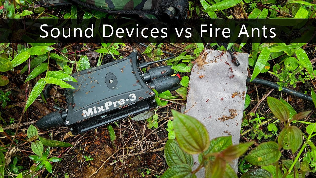 Fire ants attack Sound Devices recorder - YouTube