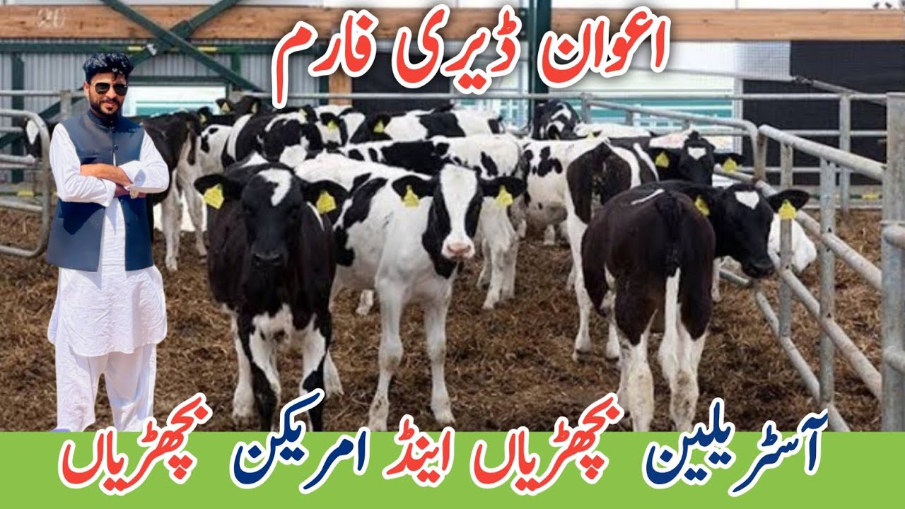The Great Heifer Showdown - Awan Dairy Farm Comparison ; jani best ...