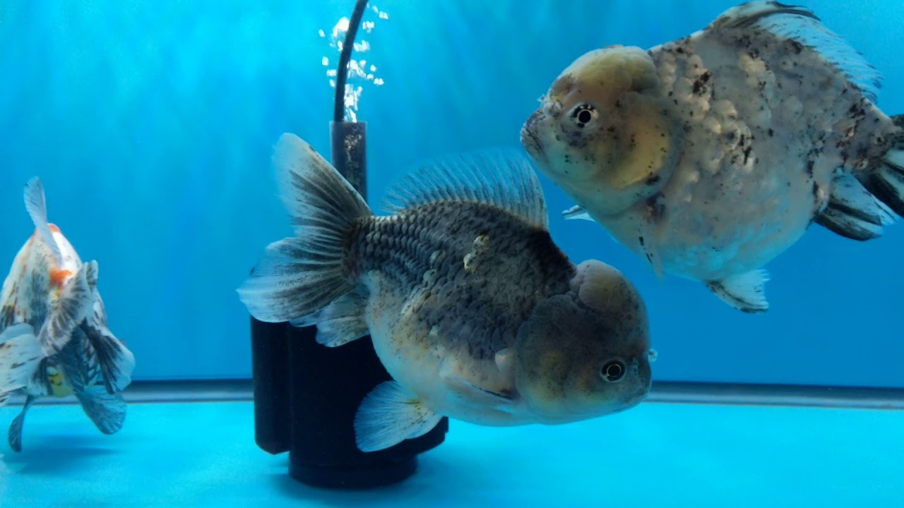 Show Quality Yuan Bao Oranda Kirin 7.5 Inch (ID#1101SQ26-1) - YouTube