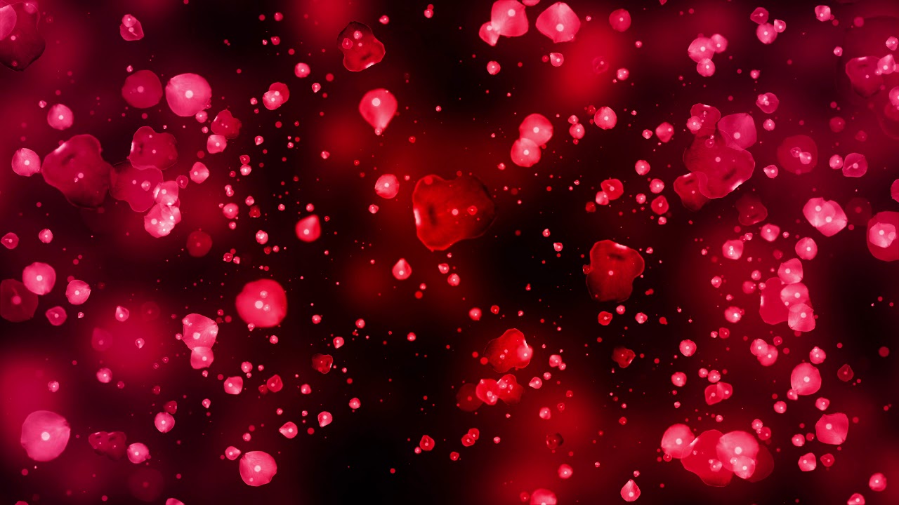 ROSE PETTALS|| Love Background Video || Free to Use || Love Wedding ...