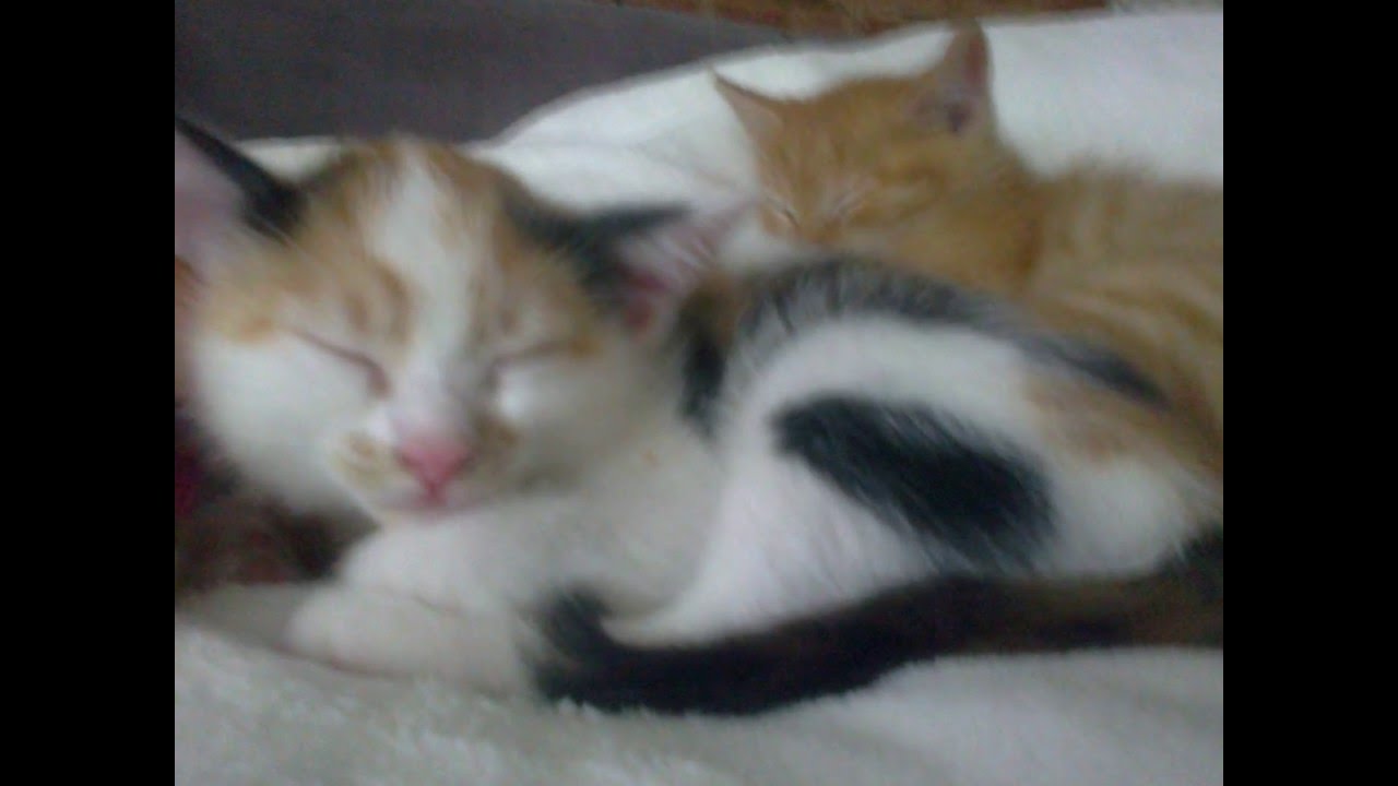 kocham was ( roki mini tomi stich) !! - YouTube