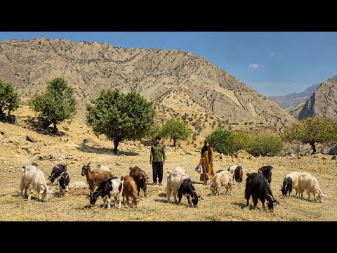 🔥 Nomadic Family Crosses Dangerous Mountains to Buy Sheep | Bringing Them to Our Mountain Cave 🐑⛰️