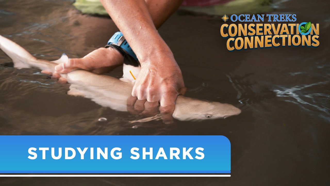 Ocean Treks Conservation Connections - Studying Sharks | Princess ...