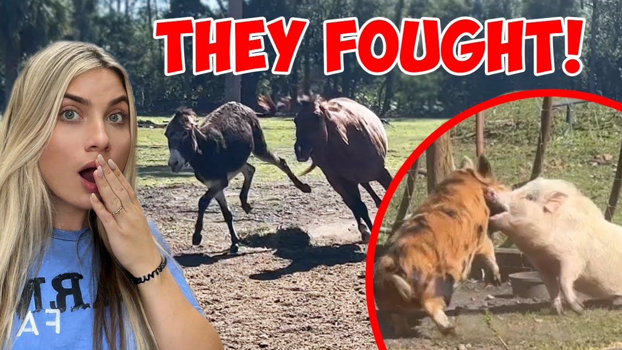 THE ANIMALS ARE FIGHTING! | Farm Vlog - YouTube