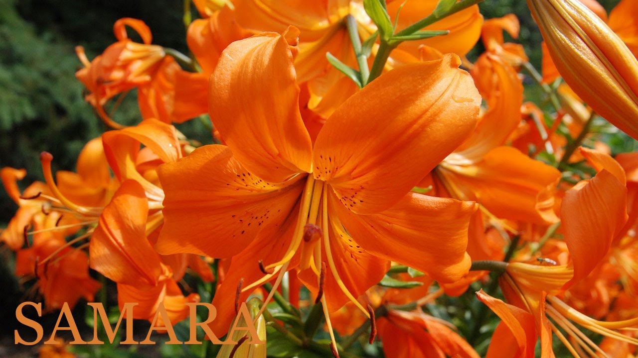 В ботаническом саду Самары. Начало июля. 2021. In the botanical garden ...