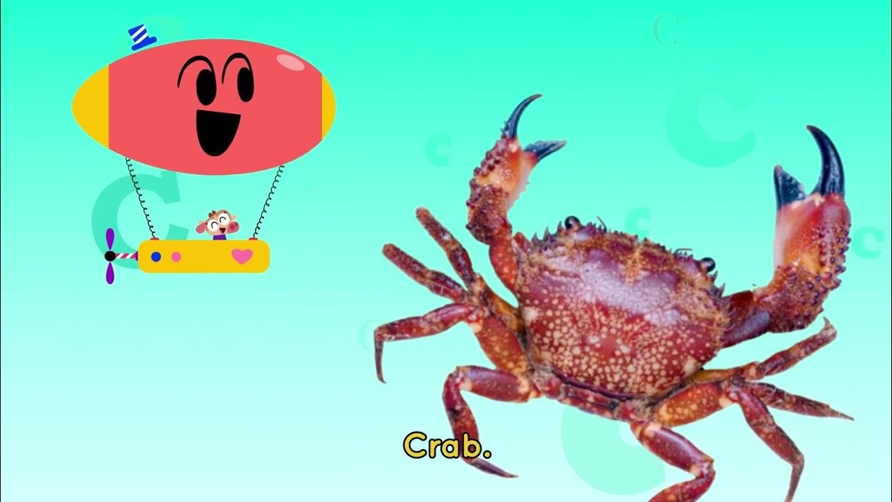 Letter C SONG 🎵 I SPY SONG | #Lingokids ABC - YouTube