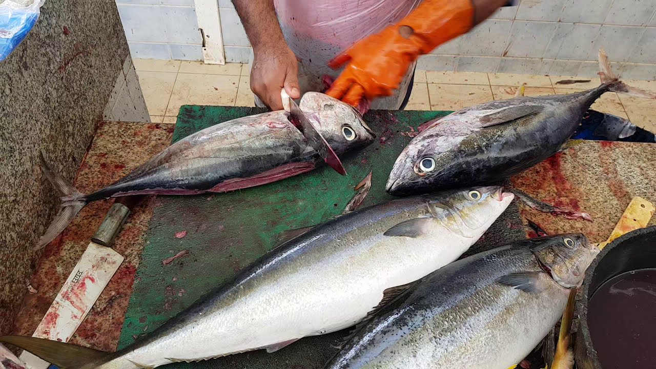 Freshwater Biodiversity!! Freshwater Fish Cuttings|| Freshwater Fish ...